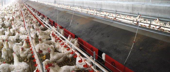 Poulty Equip. | Triple P Ranch