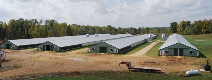 Poulty Equip. | Triple P Ranch